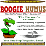 Boogie Humus | Boogie Brew